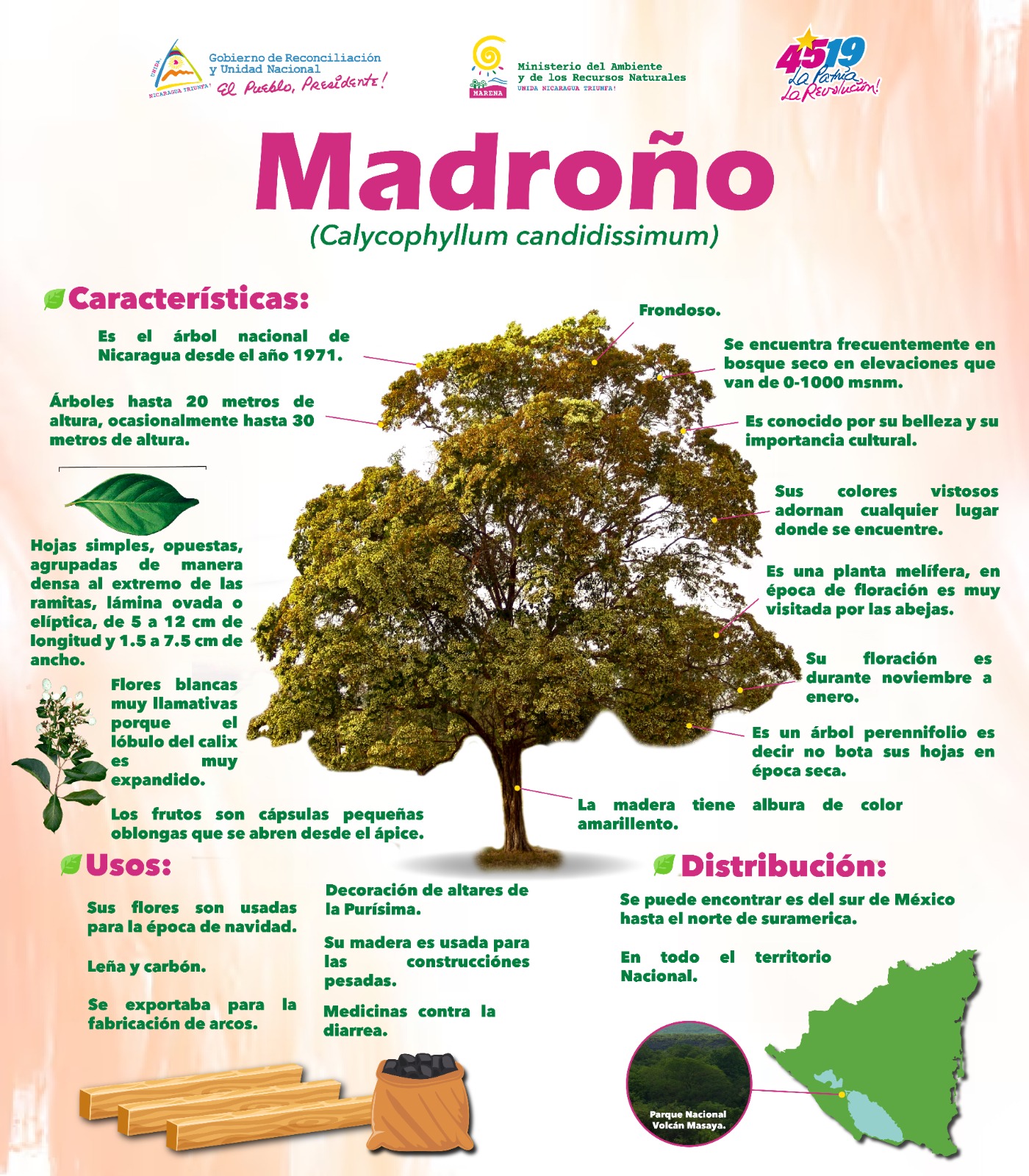 El Madroño, Árbol Nacional de Nicaragua y su sutil fragancia ...