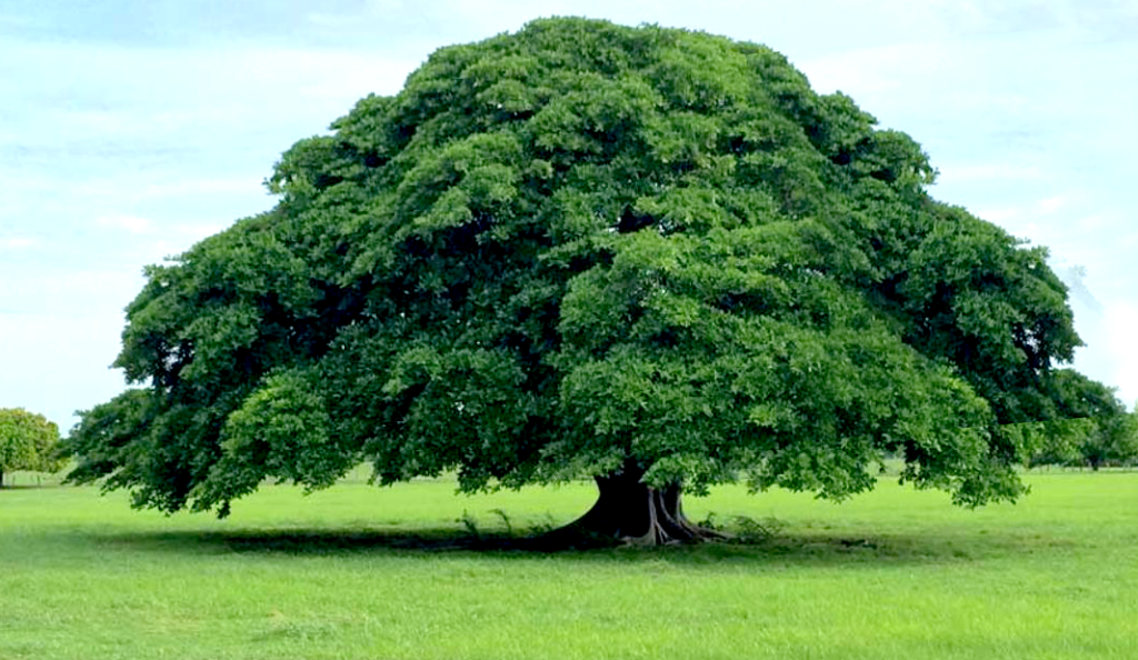El Madroño, Árbol Nacional de Nicaragua y su sutil fragancia ...